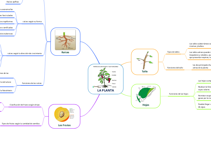 LA PLANTA - Mind Map